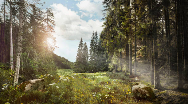 9 Jenis Hutan di Indonesia beserta Penjelasannya