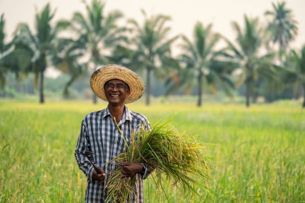 11 Daerah Penghasil Padi Terbesar di Indonesia, Jawa Jawara! - inilahjateng.com
